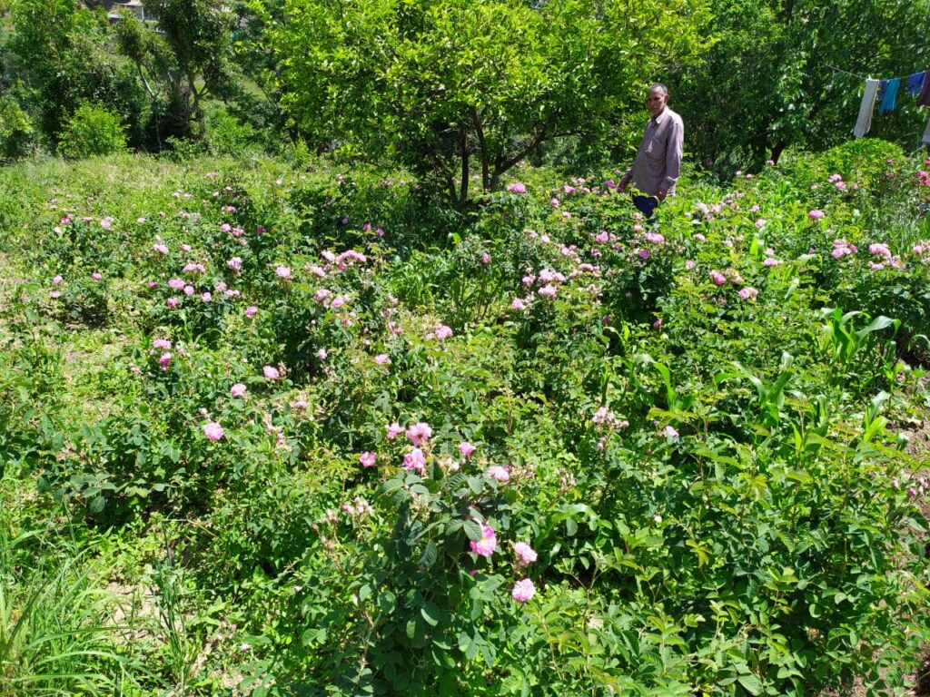 Edible Damask Rose Water - Homegrown Platter